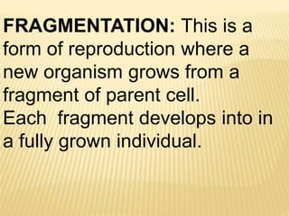 Reproduction methods in bacteria | PPTX
