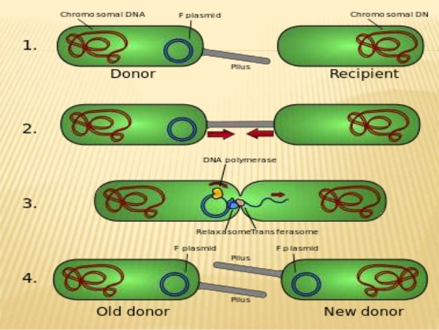 Reproduction Methods In Bacteria
