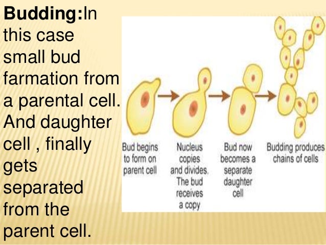 Reproduction methods in bacteria