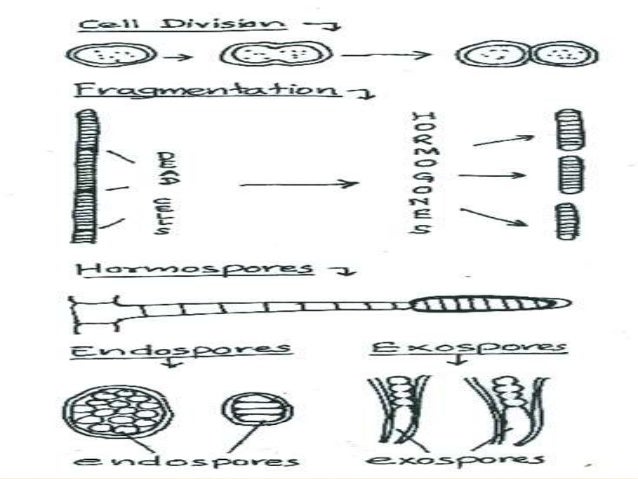 Reproduction methods in bacteria