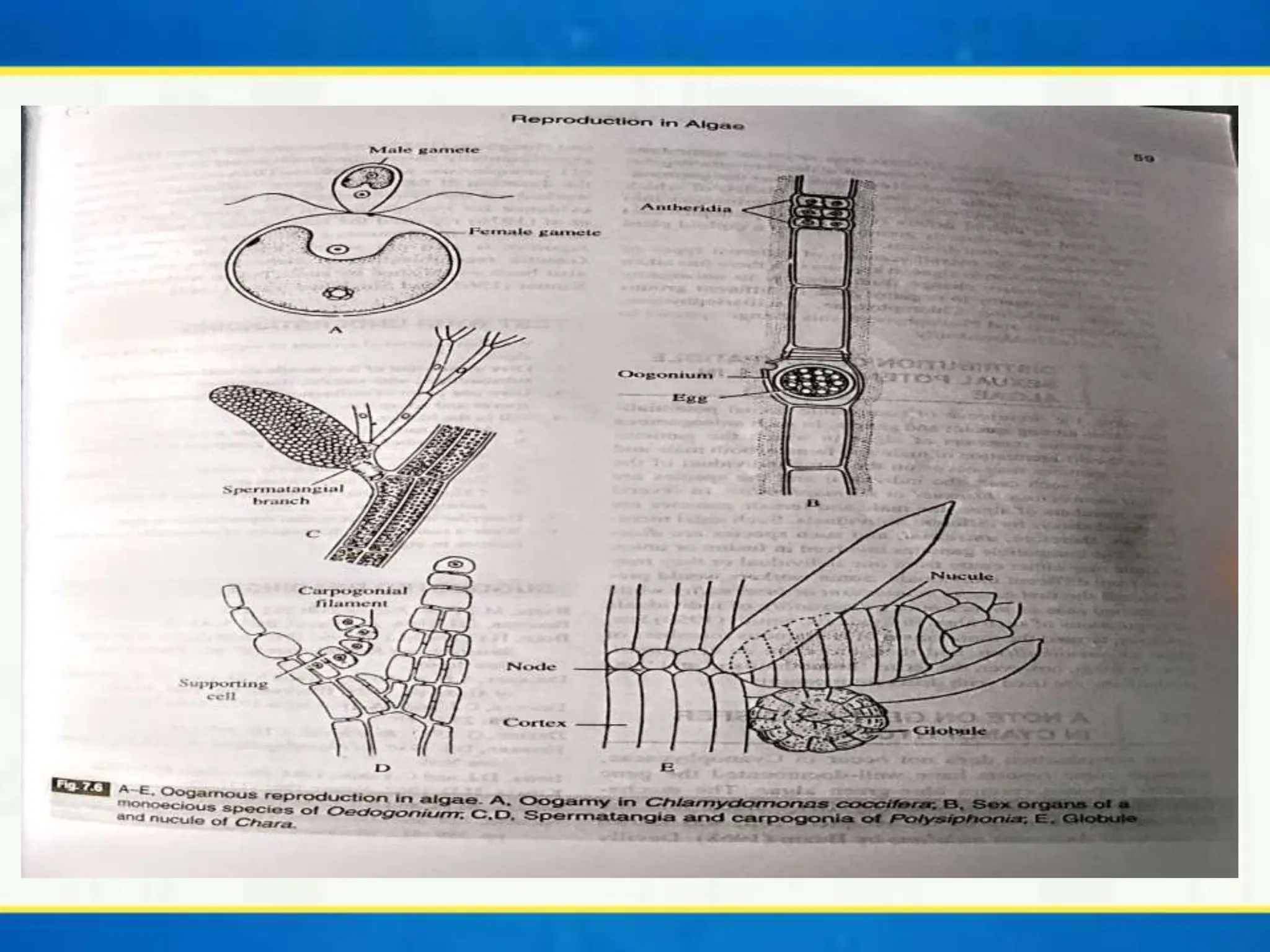 Reproduction of Algae | Vegetative, Asexual & Sexual reproduction | PPTX