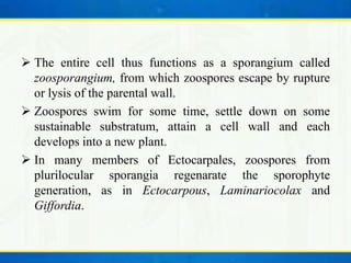 Reproduction of Algae | Vegetative, Asexual & Sexual reproduction | PPTX