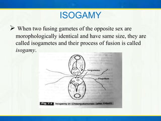 Reproduction of Algae | Vegetative, Asexual & Sexual reproduction | PPT