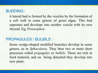 Reproduction of Algae | Vegetative, Asexual & Sexual reproduction | PPTX