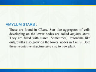 Reproduction of Algae | Vegetative, Asexual & Sexual reproduction | PPTX