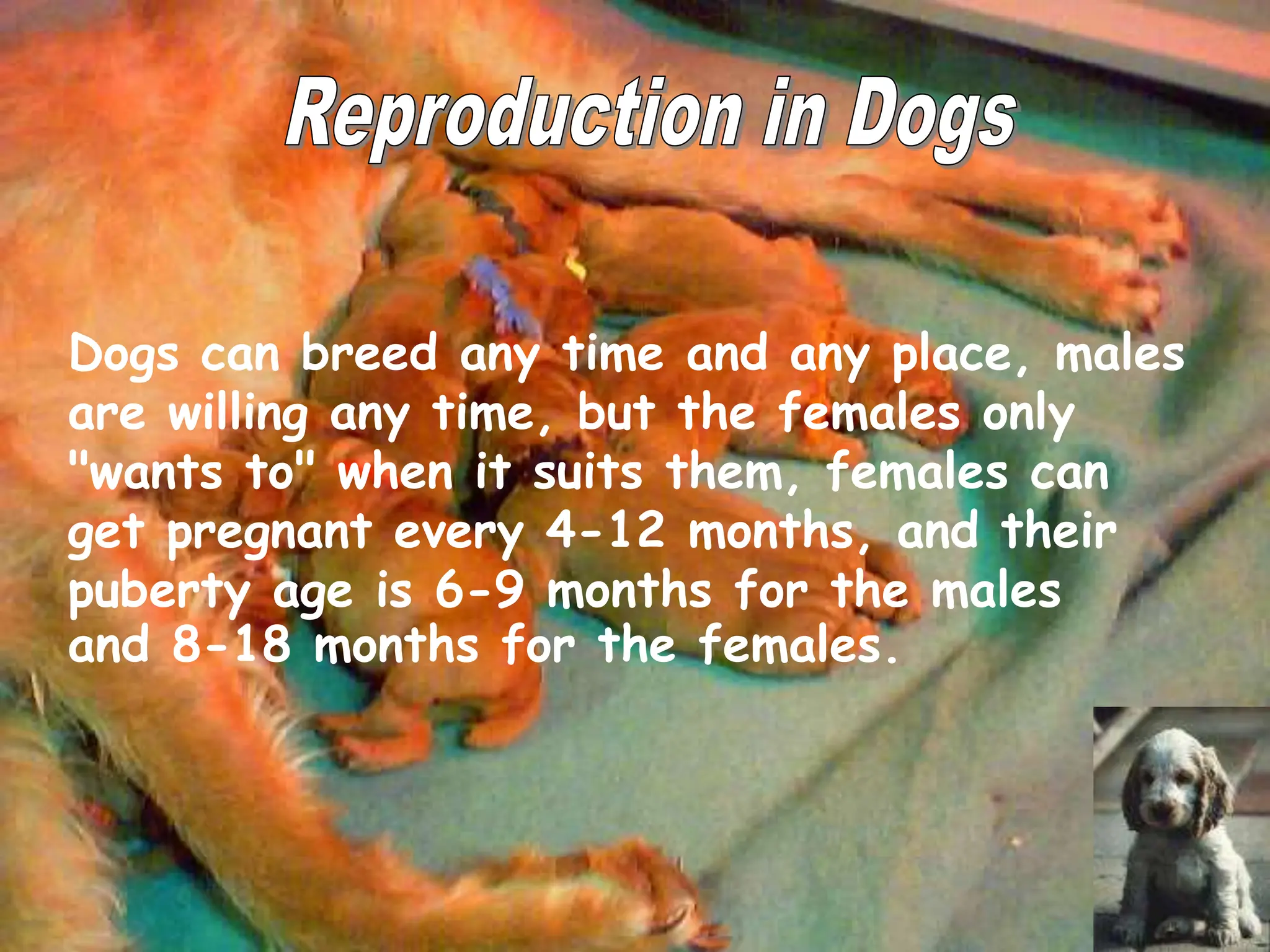 Reproduction of Animals frogs dogs sanils.pp