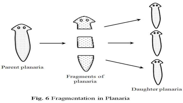 Reproduction of Animals Earth and Life Science.pptx | Infertility ...