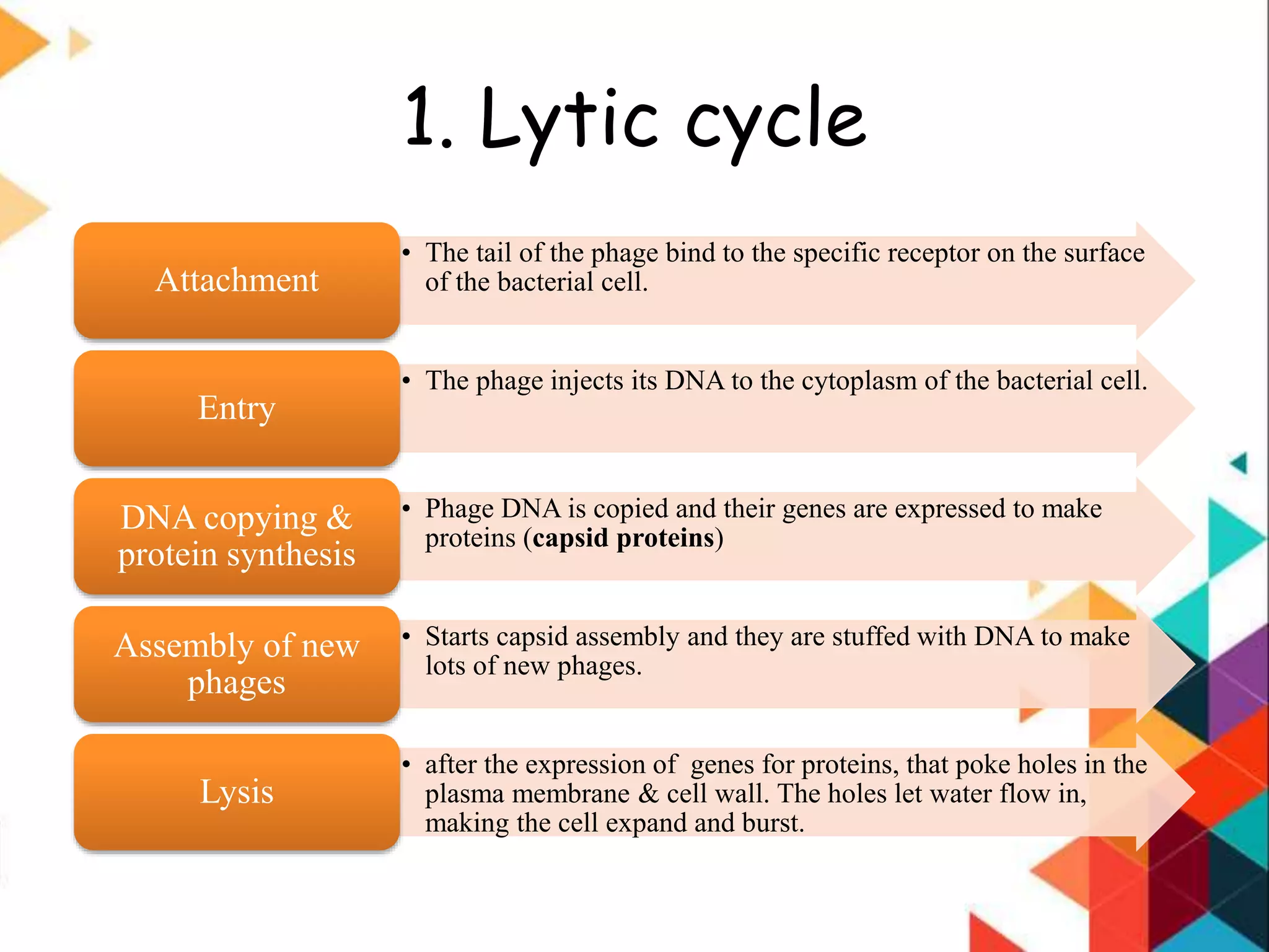 Reproduction of bacteriophages | PPTX