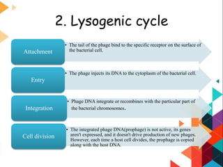 Reproduction of bacteriophages | PPTX | Biological Sciences | Science