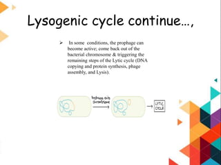 Reproduction of bacteriophages | PPTX | Biological Sciences | Science