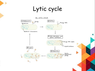 Lytic Cycle Diagram 5 Steps