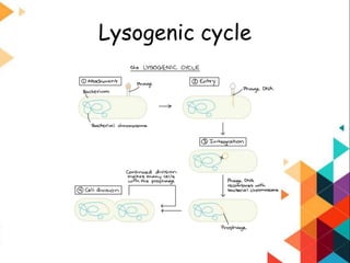 Steps Of The Lysogenic Cycle