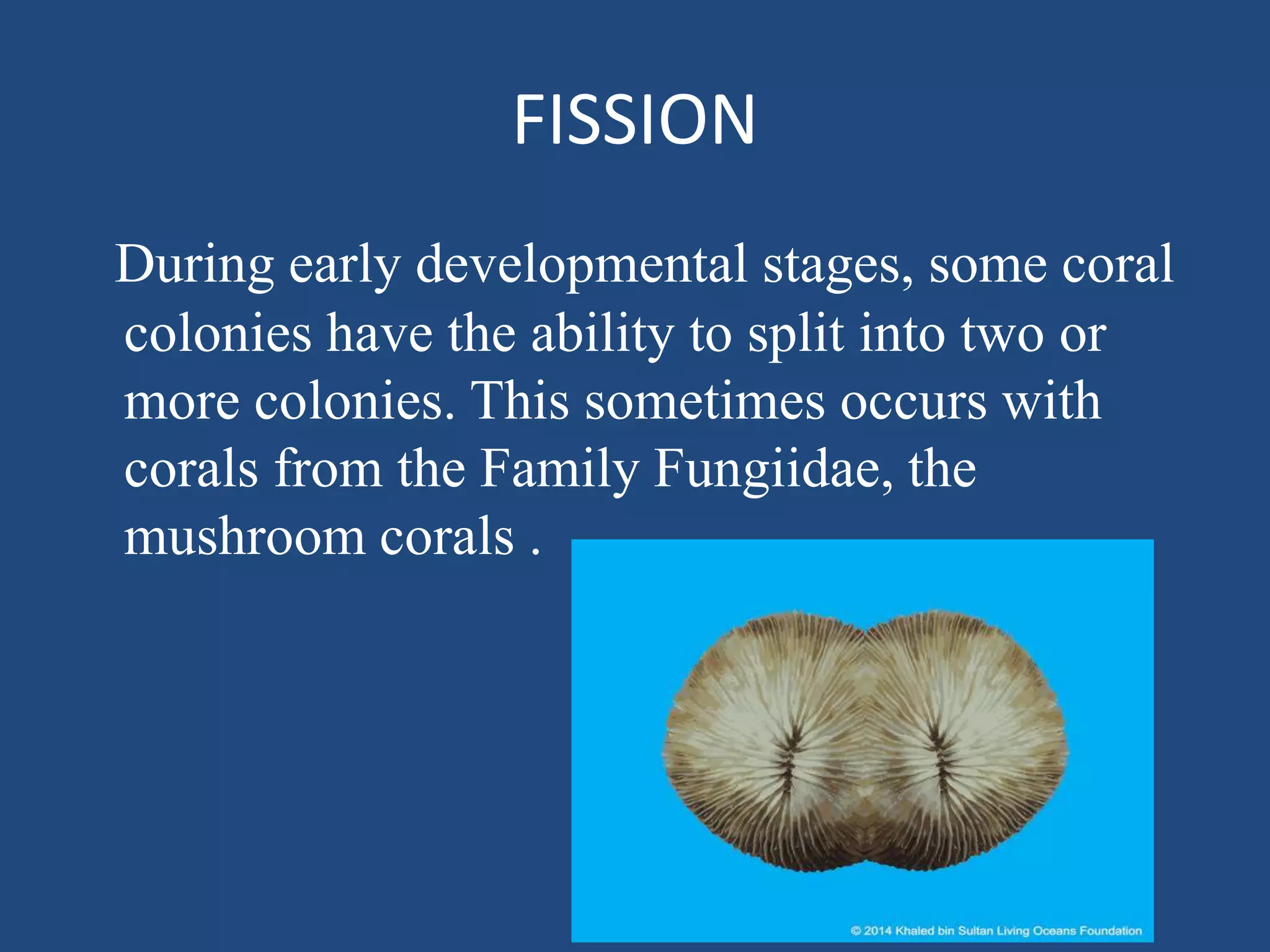 Reproduction of coral | PPTX