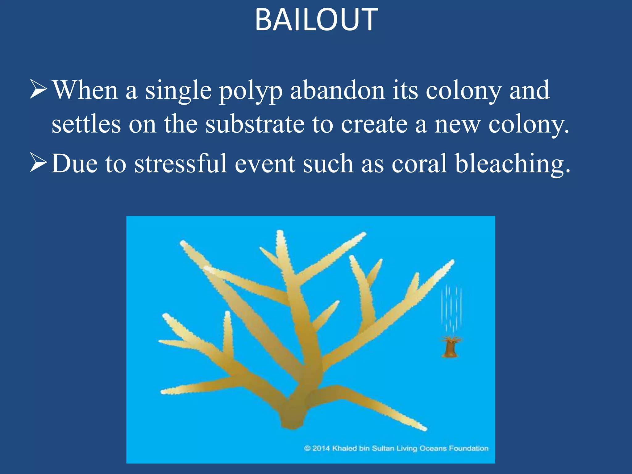 Reproduction of coral | PPTX