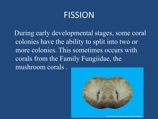 Reproduction of coral | PPTX