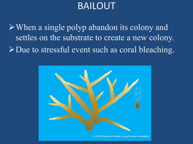 Reproduction of coral | PPTX