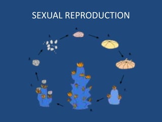 Reproduction of coral | PPTX