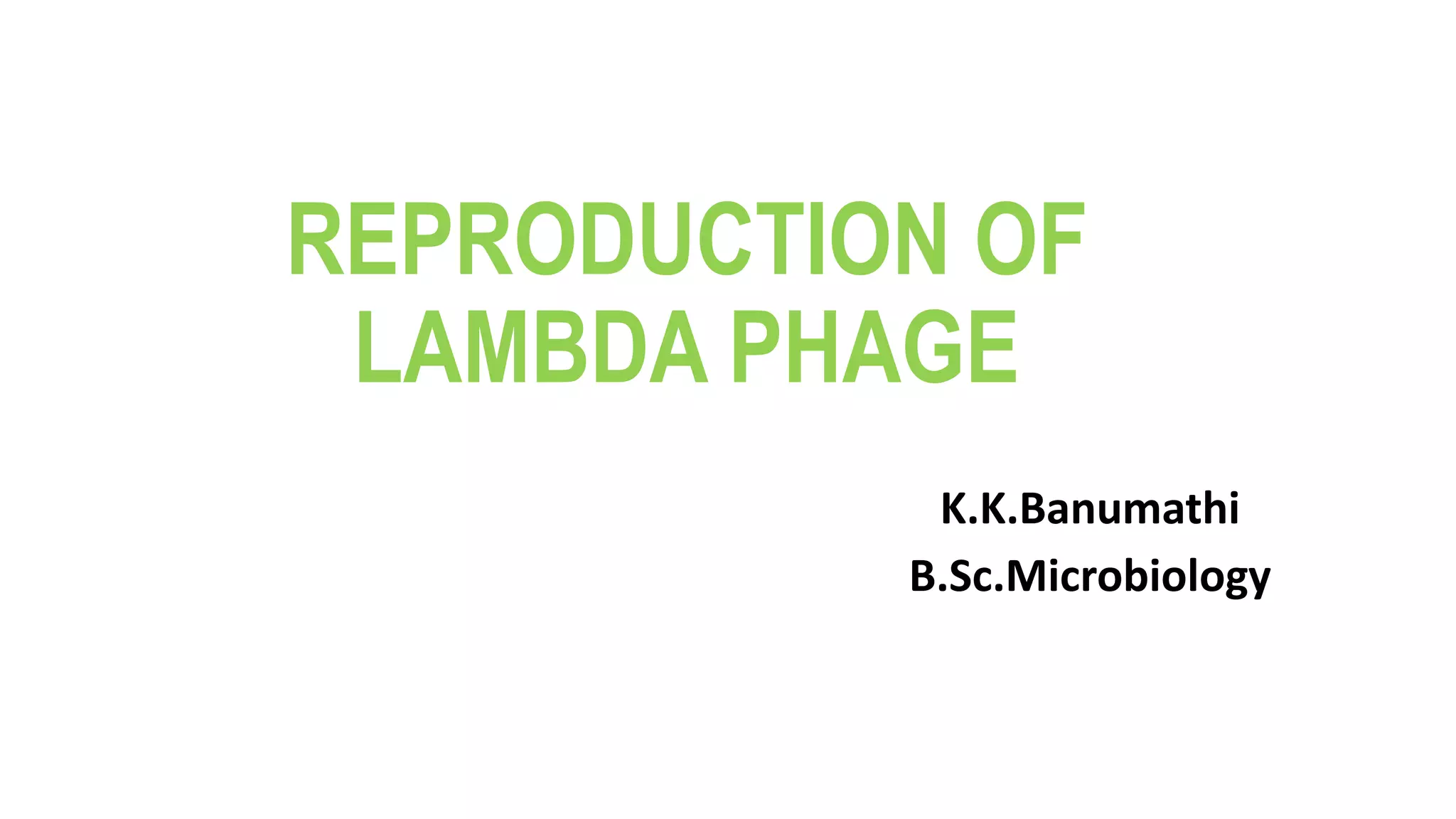 LAMBDA PHAGE AND THEIR REPRODUCTION | PPTX