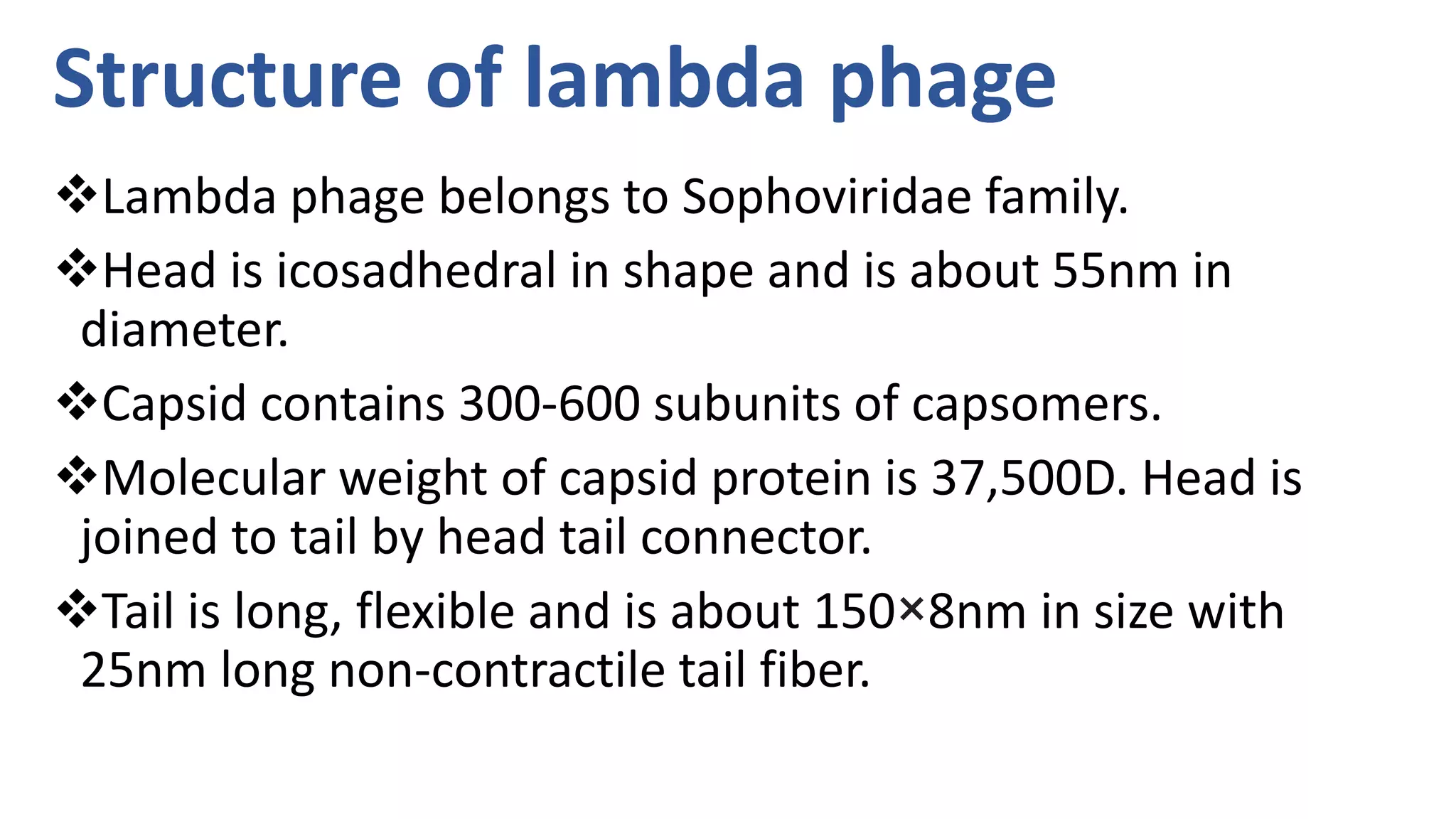 LAMBDA PHAGE AND THEIR REPRODUCTION | PPTX