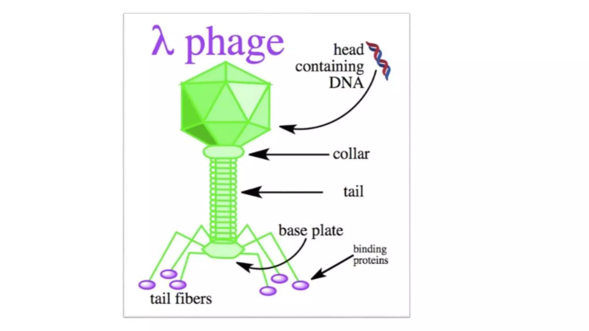 LAMBDA PHAGE AND THEIR REPRODUCTION | PPTX | Biological Sciences | Science