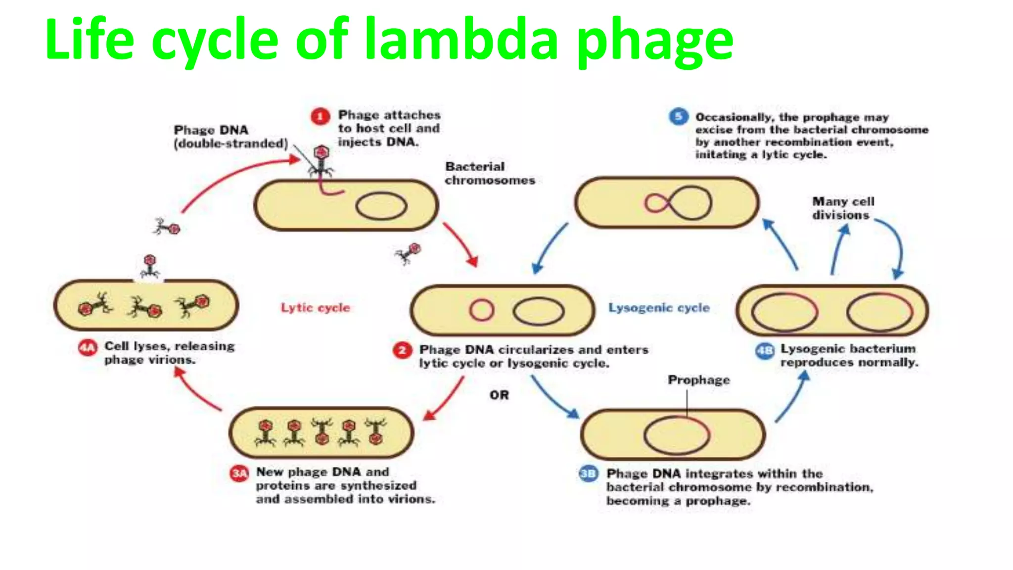 Lambda Phage And Their Reproduction Pptx Biological Sciences Science