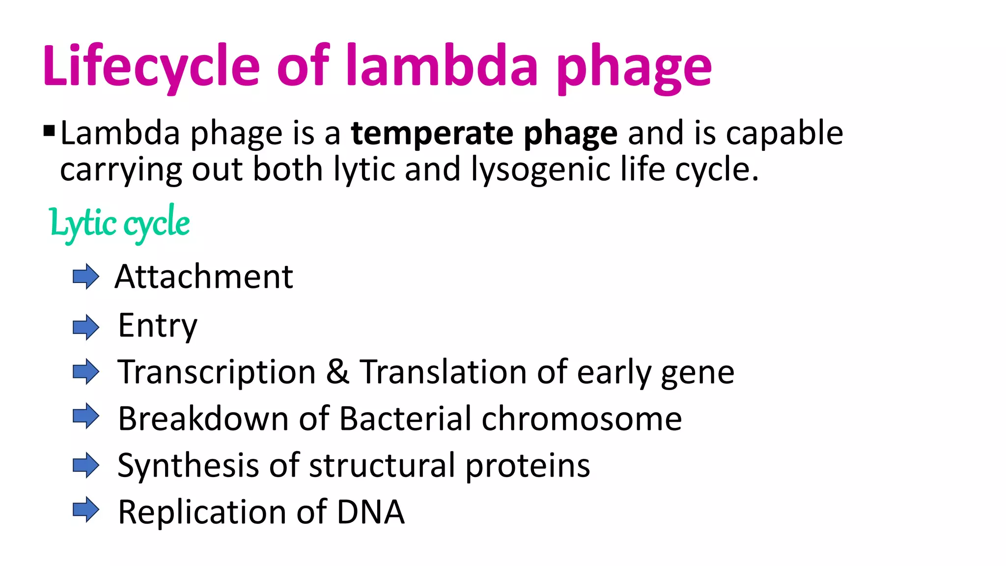 Lambda Phage And Their Reproduction Pptx