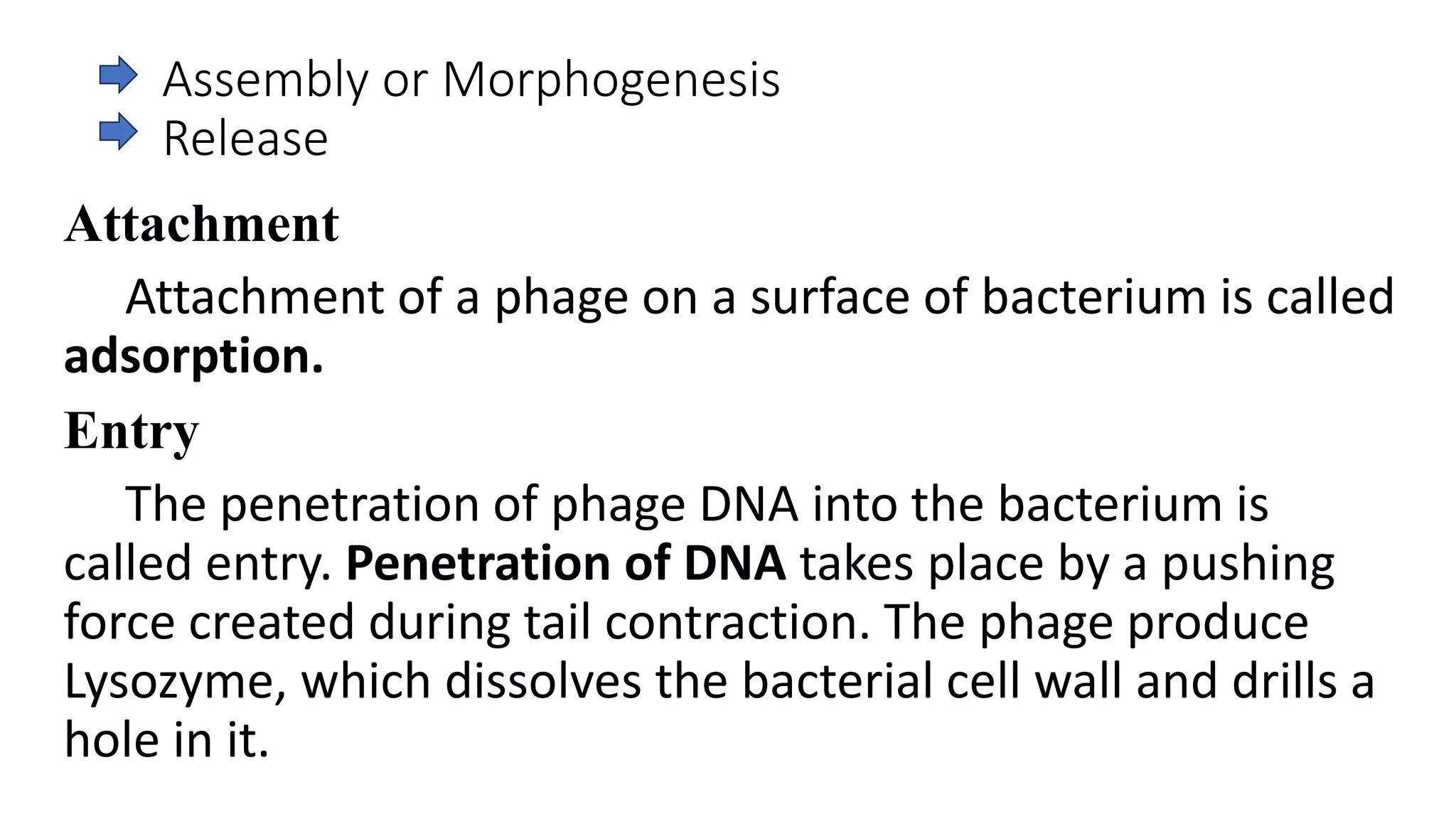 Lambda Phage And Their Reproduction Pptx
