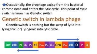 LAMBDA PHAGE AND THEIR REPRODUCTION | PPTX