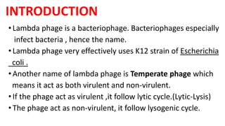 LAMBDA PHAGE AND THEIR REPRODUCTION | PPTX