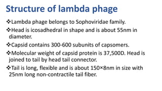 LAMBDA PHAGE AND THEIR REPRODUCTION | PPTX