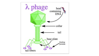 LAMBDA PHAGE AND THEIR REPRODUCTION | PPTX