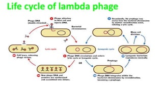 LAMBDA PHAGE AND THEIR REPRODUCTION | PPTX | Biological Sciences | Science