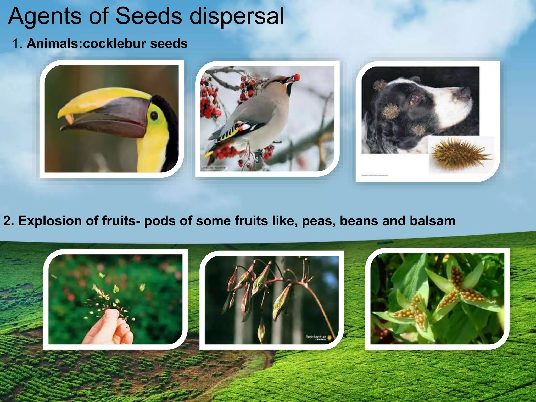 Reproduction in plants for grade 5 | PPT