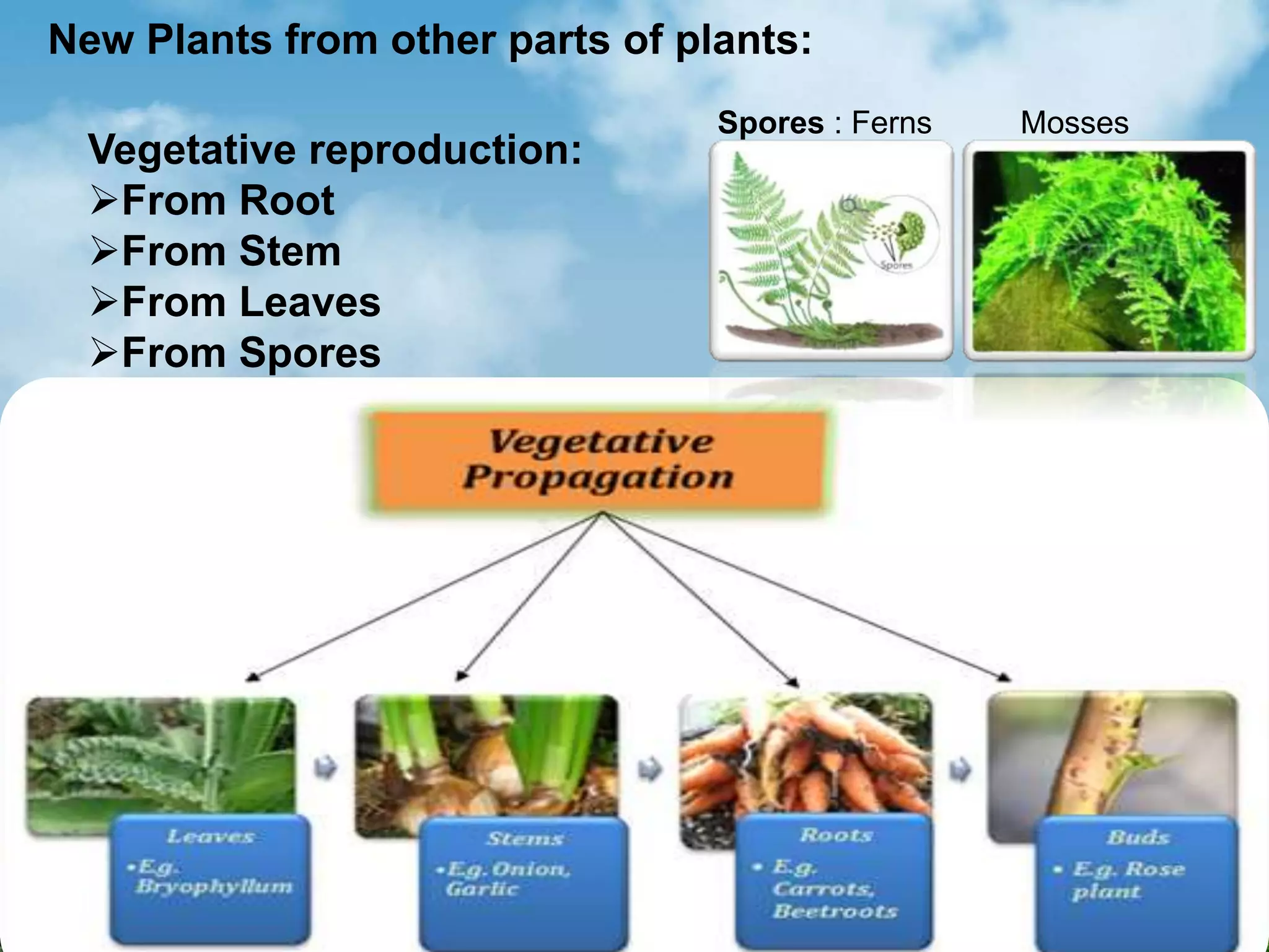 Reproduction in plants for grade 5 | PPT