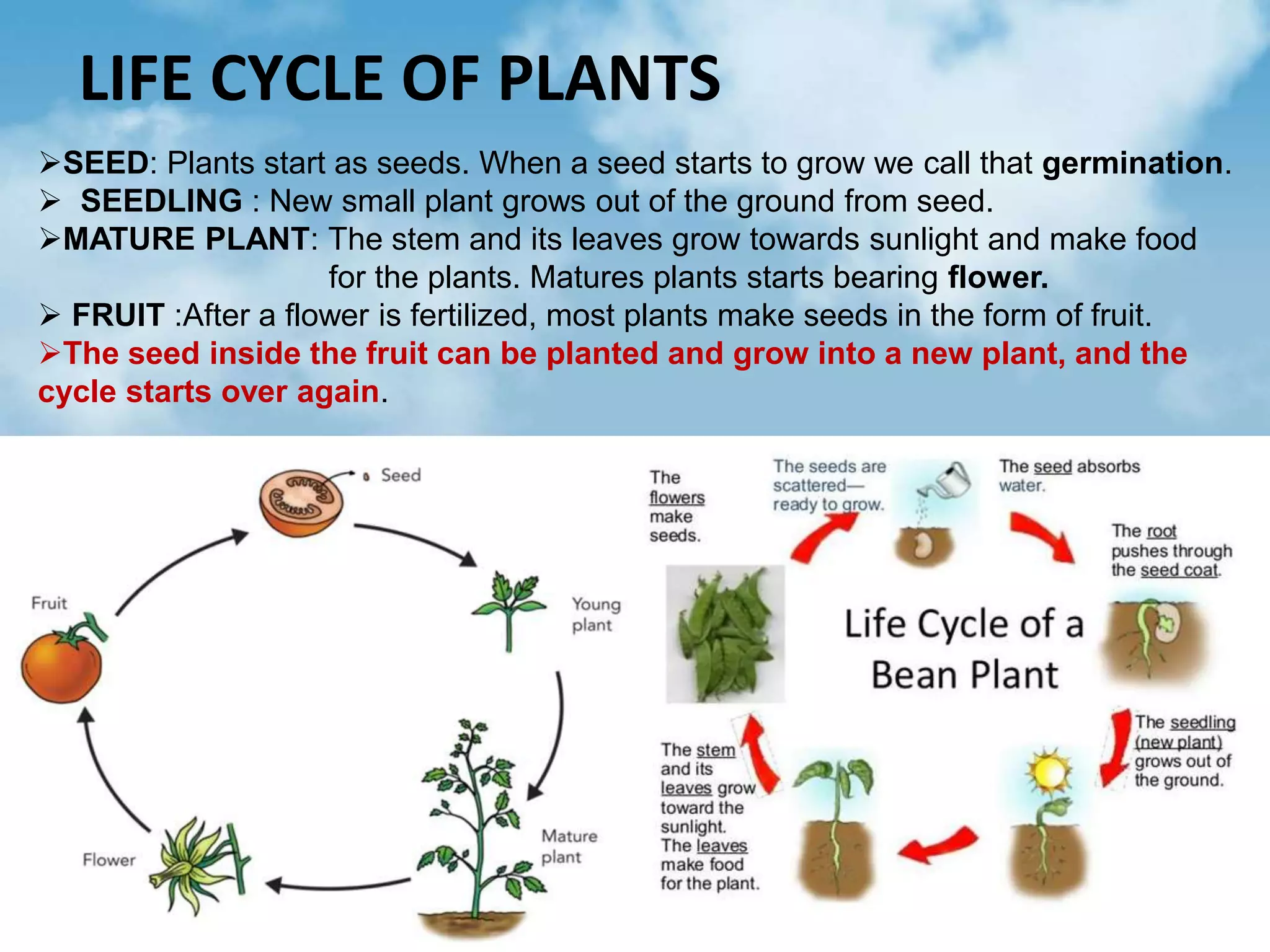 Reproduction in plants for grade 5 | PPT