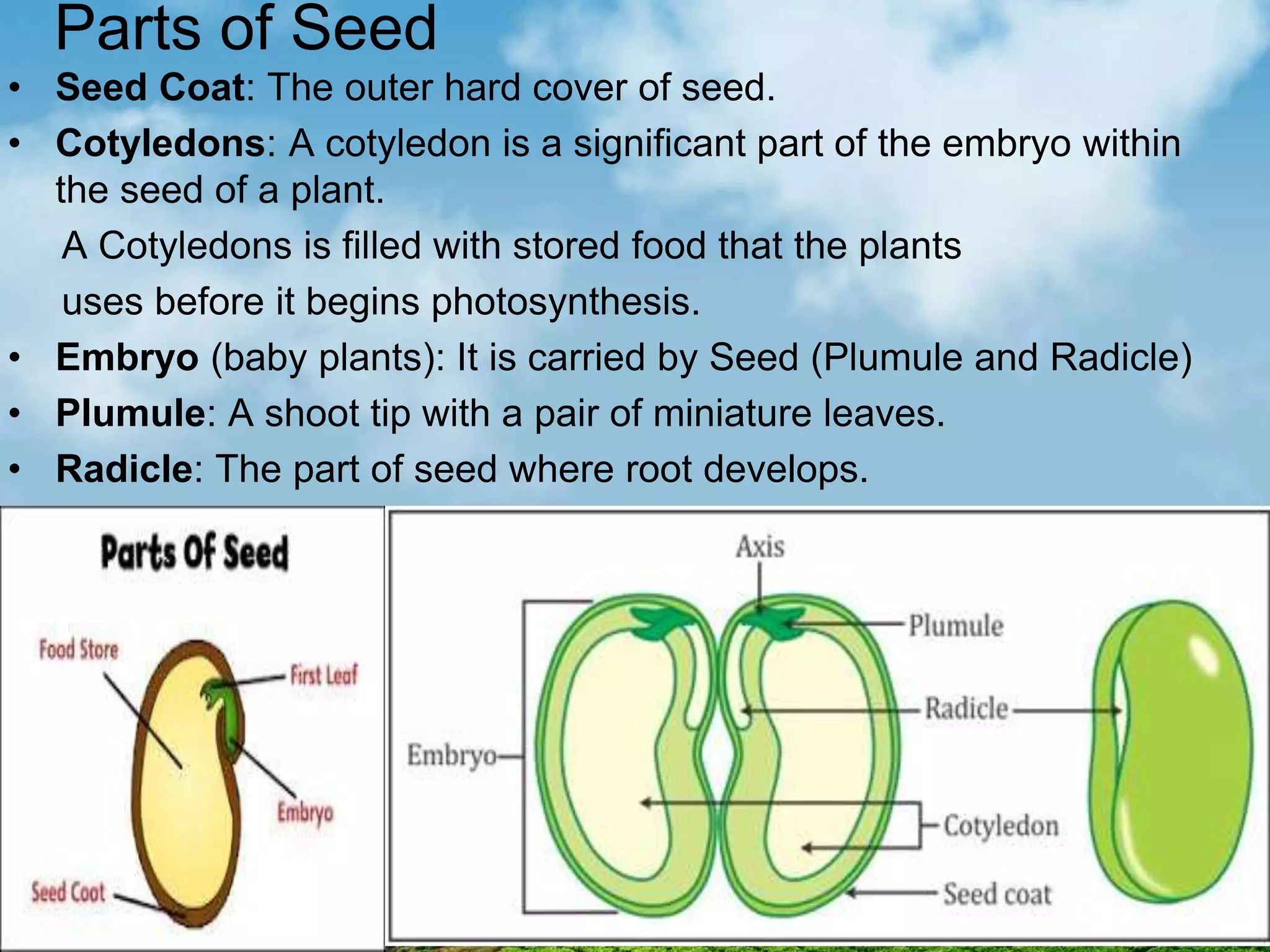 Reproduction in plants for grade 5 | PPT