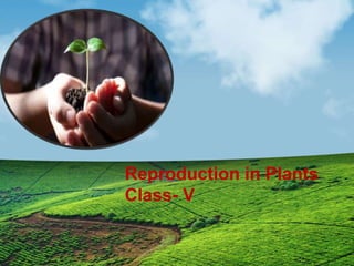 Reproduction in plants for grade 5 | PPT