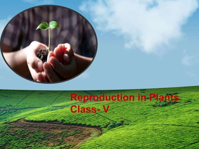 Reproduction in plants for grade 5 | PPT | Agriculture | Industries