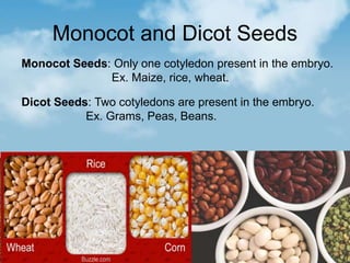 Reproduction in plants for grade 5 | PPT