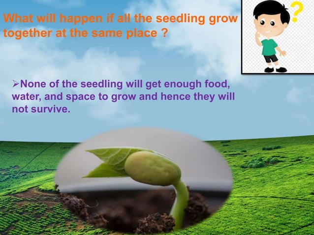 Reproduction in plants for grade 5 | PPT | Agriculture | Industries