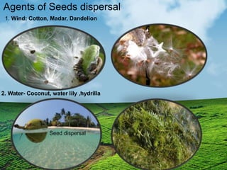 Reproduction in plants for grade 5 | PPT