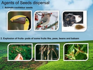 Reproduction in plants for grade 5 | PPT