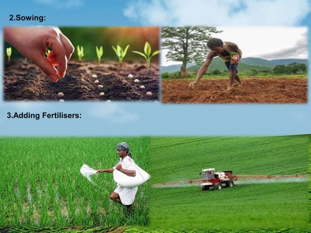 Reproduction in plants for grade 5 | PPT | Agriculture | Industries