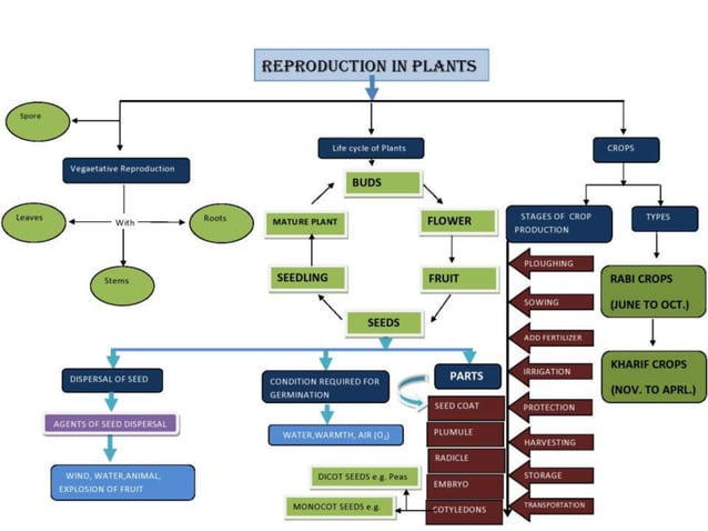 Reproduction in plants for grade 5 | PPT | Agriculture | Industries