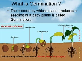 Reproduction in plants for grade 5 | PPT