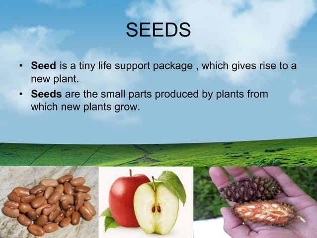 Reproduction in plants for grade 5 | PPT | Agriculture | Industries