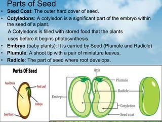 Reproduction in plants for grade 5 | PPT