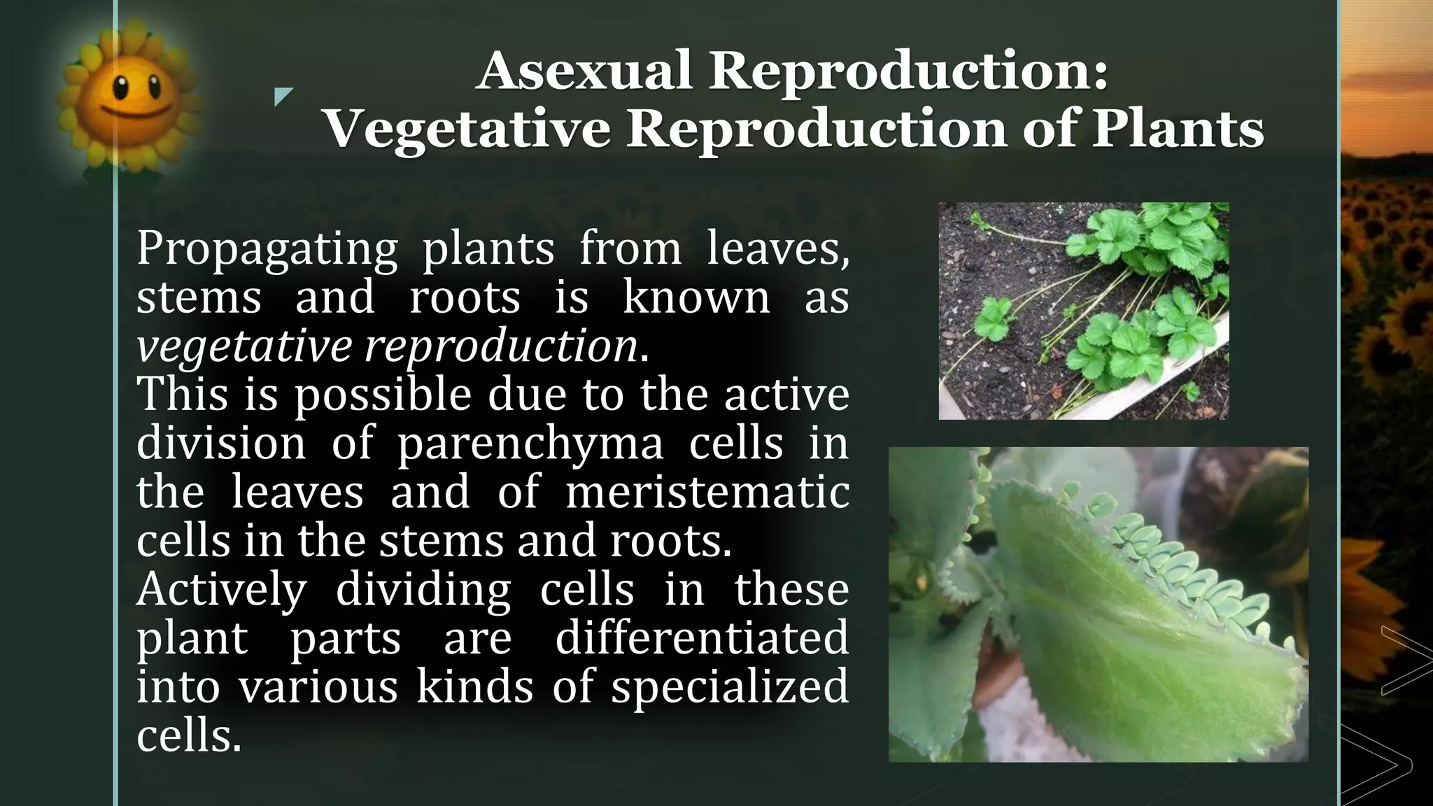 Reproduction of plants and simple animals | PDF