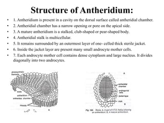 Reproduction in Riccia | PPT