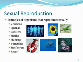 Reproduction Reproduction Reproduction Reproduction | PPTX ...